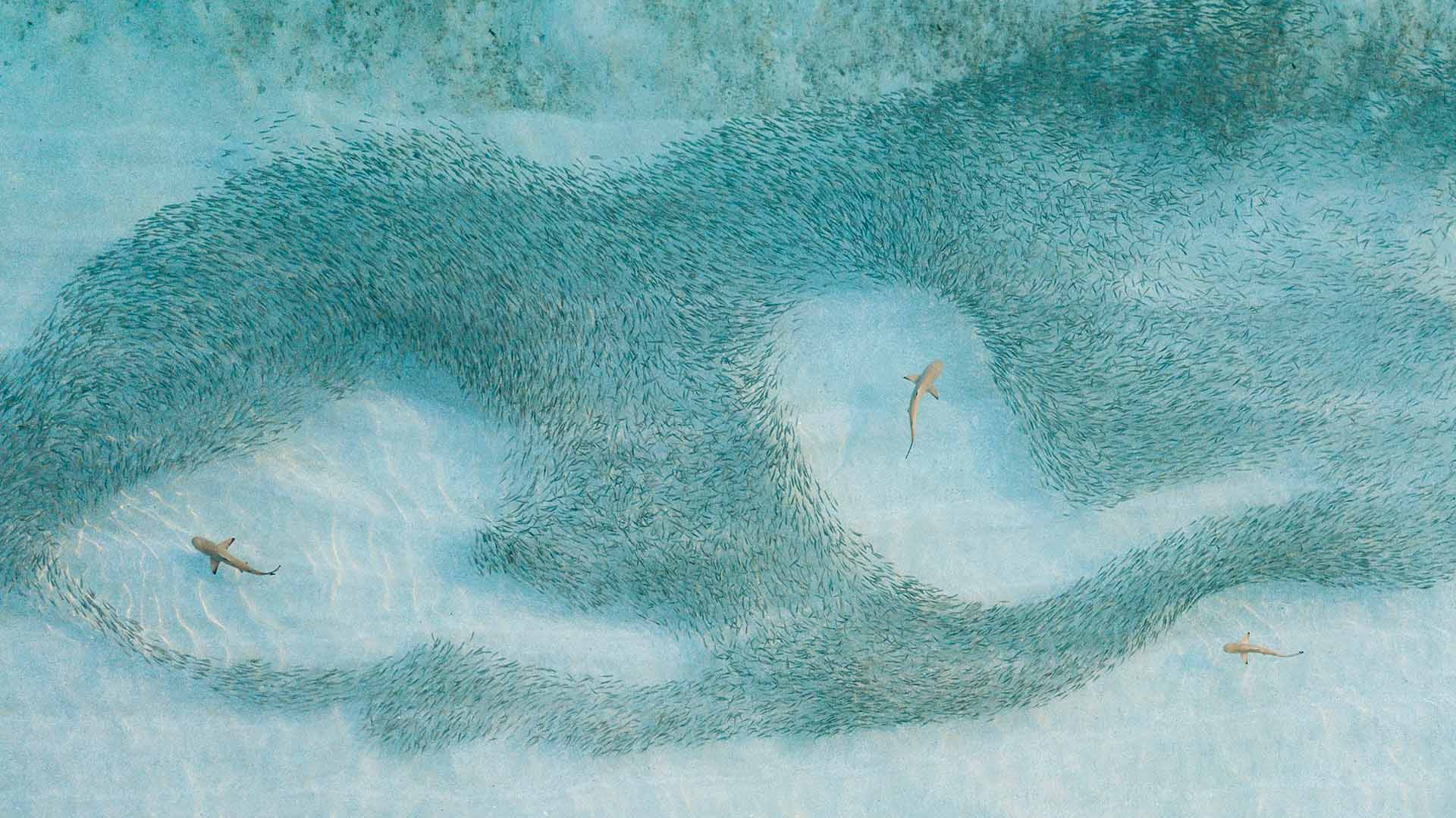 National Geographic Live - The Untold Story of Sharks - Overture